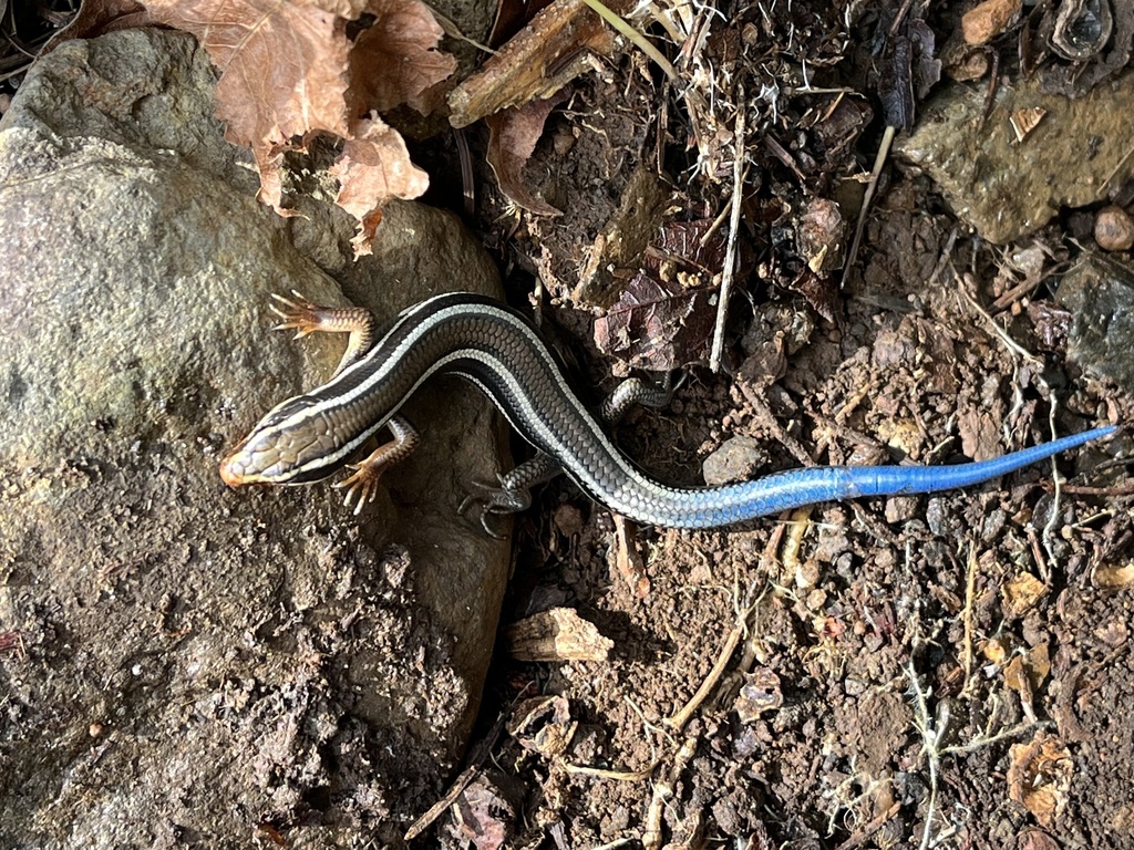 Western Skink from Willamette National Forest, Blue River, OR, US on ...
