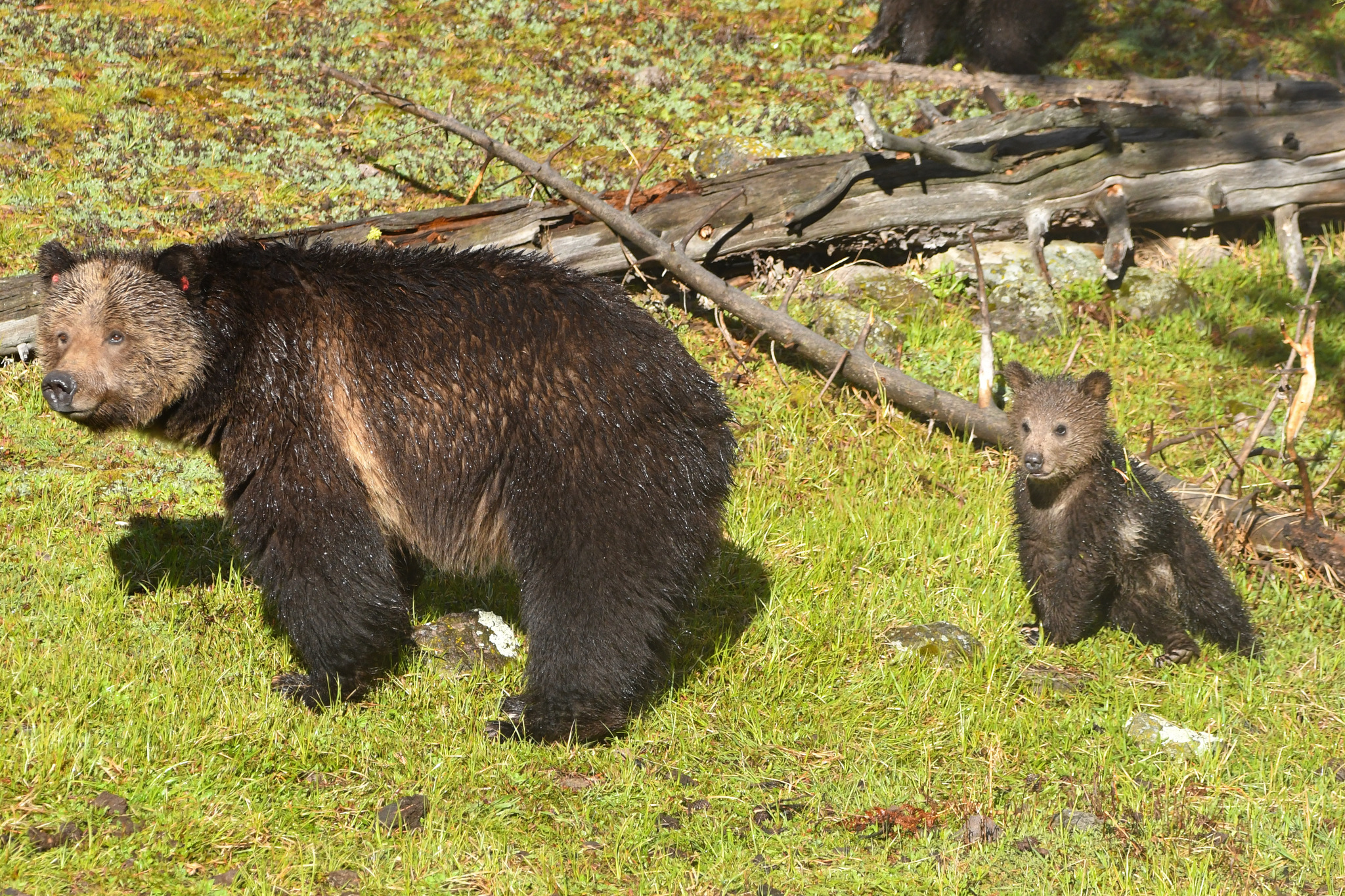 Ursus arctos horribilis Ord, 1815