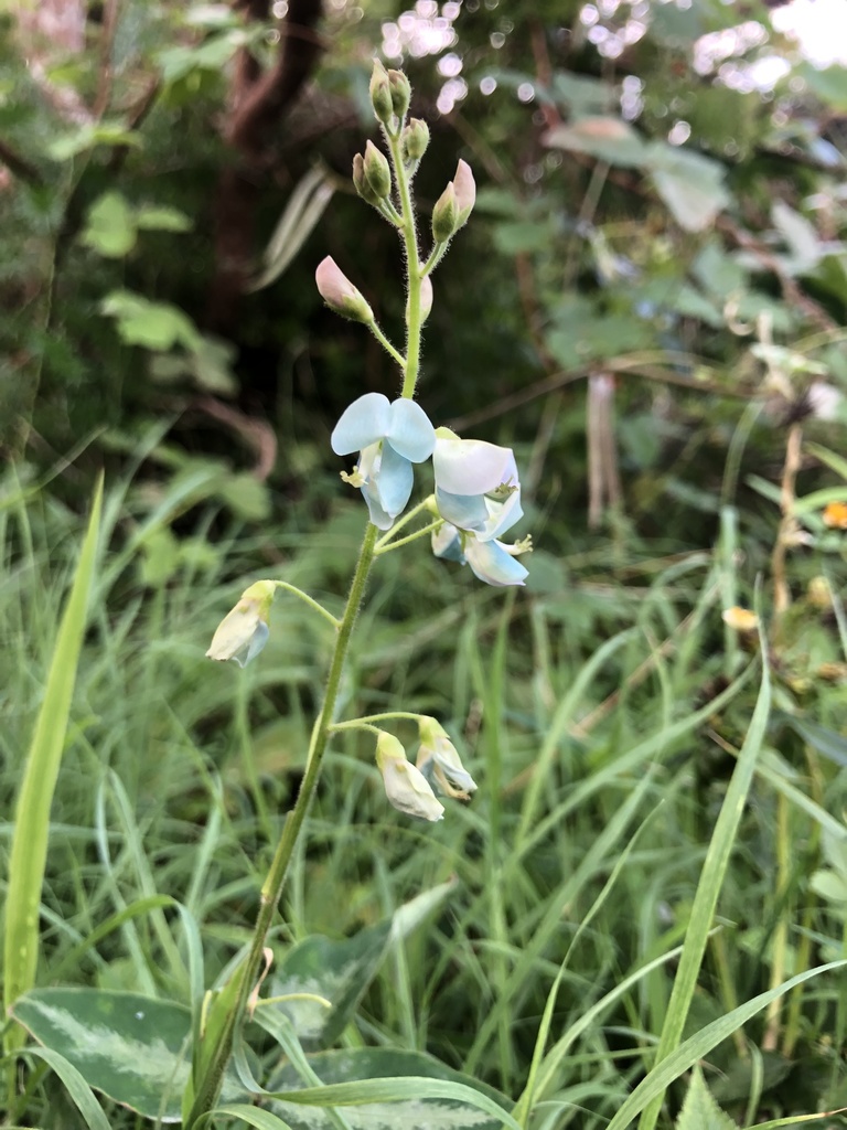 Silverleaf Desmodium from Orana Rd, Ocean Shores, NSW, AU on May 19 ...
