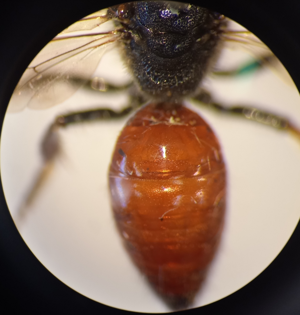 Sphecodes ruficrus (Tenerife Hymenoptera) · iNaturalist