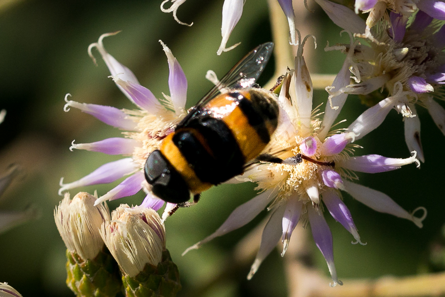 Phytomia from Renishaw Hills, South Africa on May 18, 2022 at 11:08 AM ...