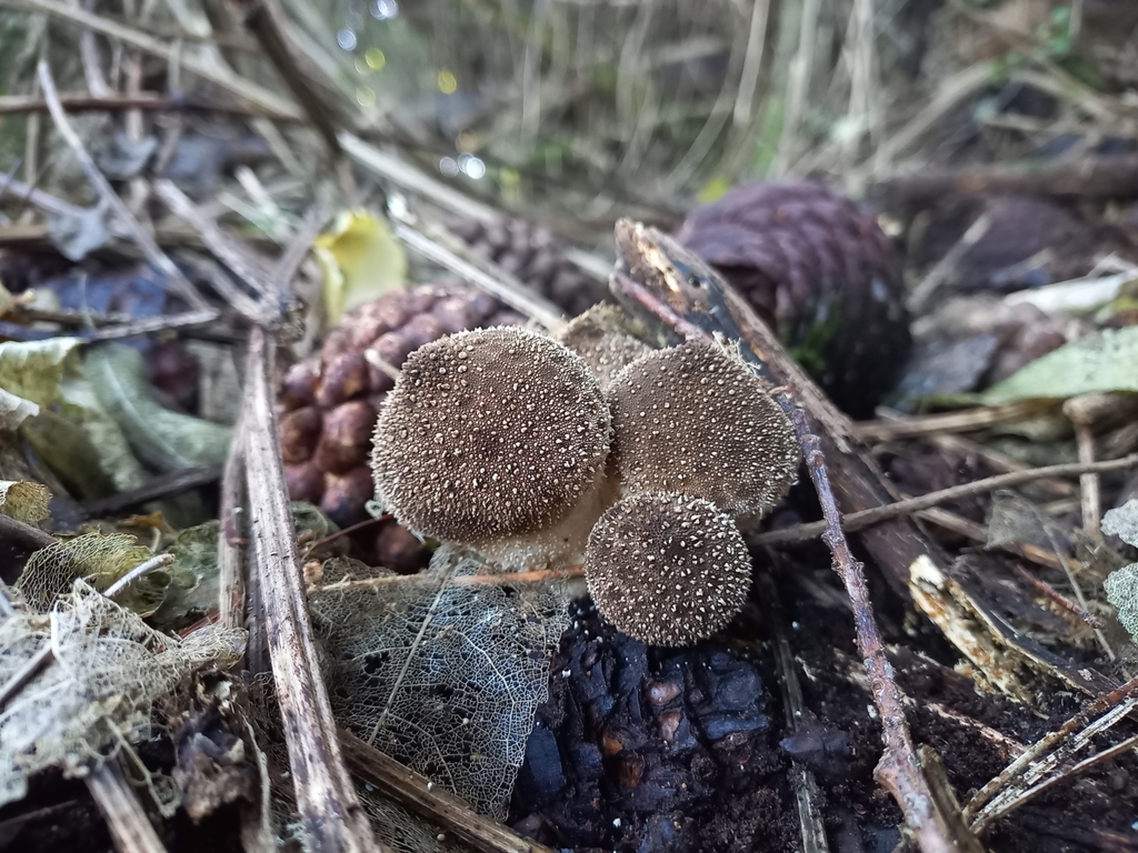 Lycoperdon in May 2022 by rachelle_apple · iNaturalist