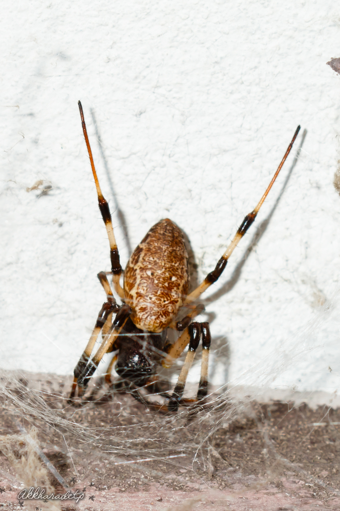 Asian Hermit Spider from ตำบล เขาโจด อำเภอศรีสวัสดิ์ กาญจนบุรี ประเทศ ...
