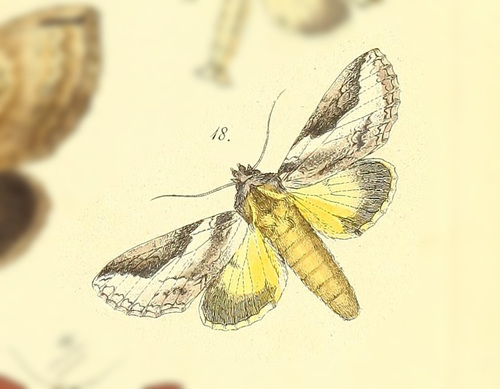 Rhuda diffusum · iNaturalist