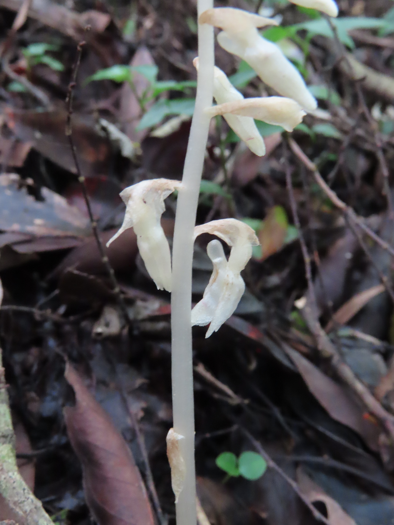 Epipogium roseum (D.Don) Lindl.