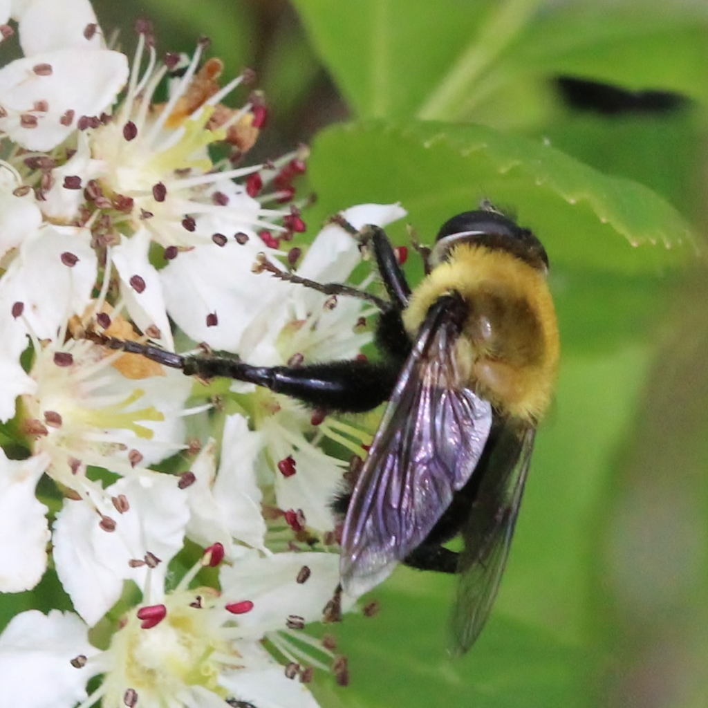 Bare-eyed Bee-mimic Fly from Riverside-Albert, NB E4H, Canada on June ...