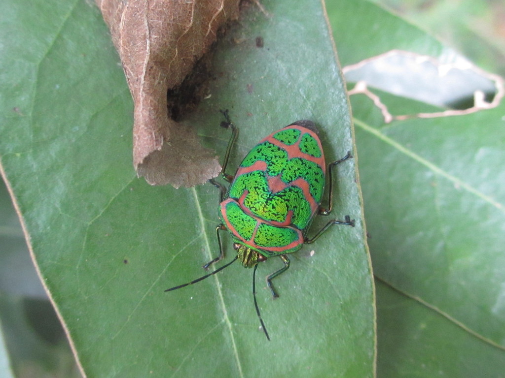 Clown Stink Bug from 日本、〒140-0003 東京都品川区八潮 on May 19, 2022 by i164 ...