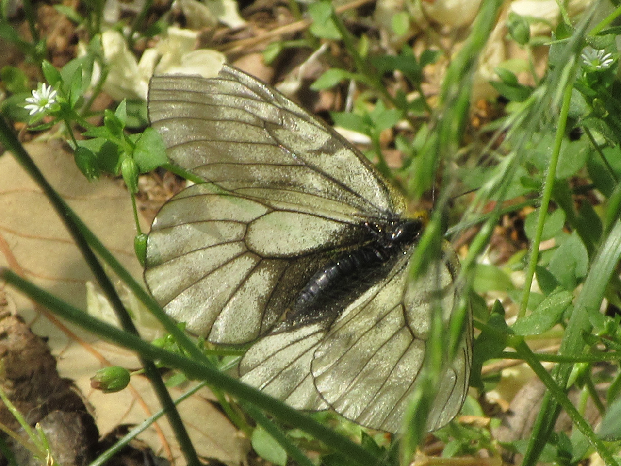 Parnassius stubbendorfii Ménétriés, 1849