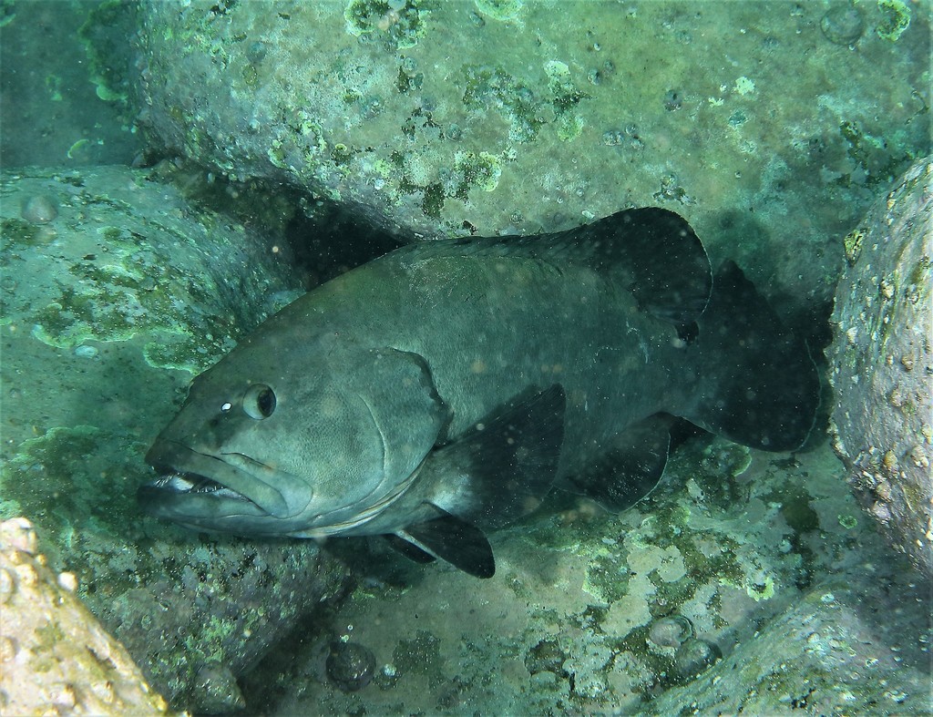 Black Rockcod from 1 Bower Ln, Manly NSW 2095, Australia on May 19 ...