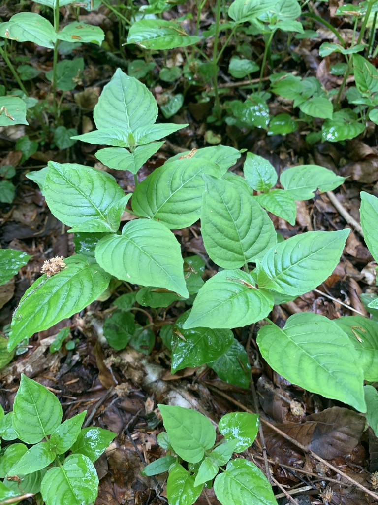 enchanter's nightshades from Spout Hill, Chepstow, Wales, GB on May 18 ...