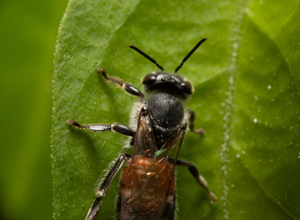 Red Dwarf-Honey bee from Saen Suk, Chon Buri District, Chon Buri 20130 ...