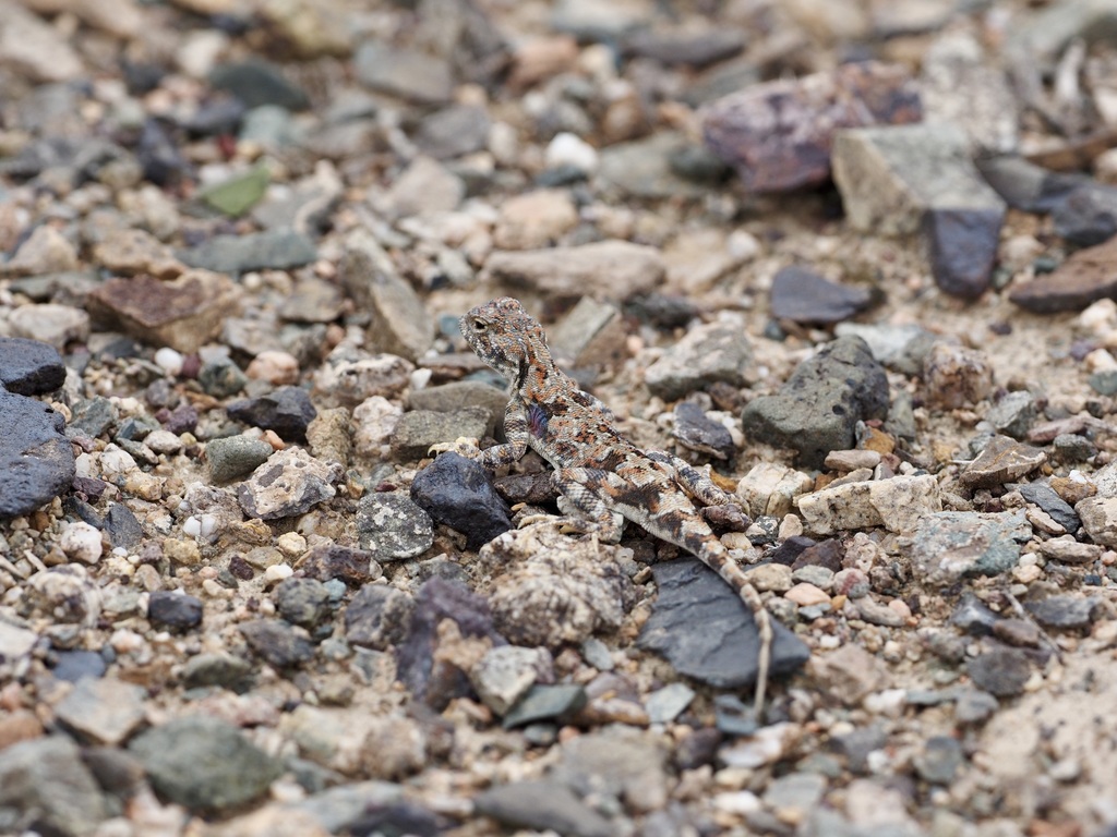 Phrynocephalus guttatus alpherakii from 932H+GM2, Tamerlik, Kazakhstan ...