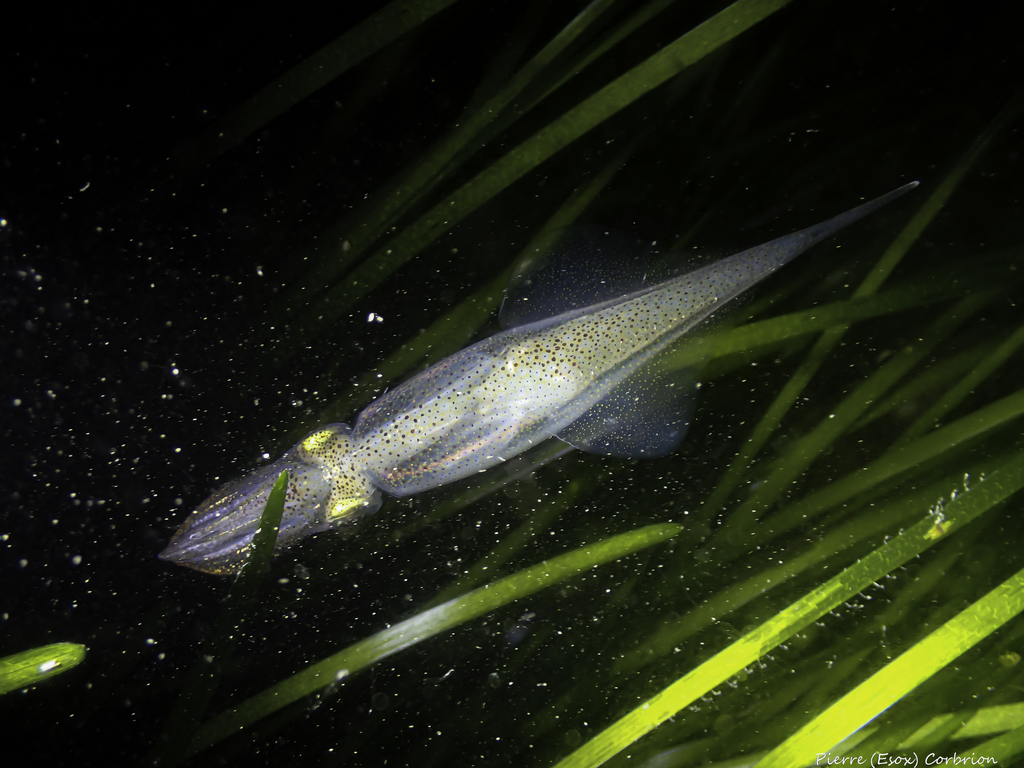 European Common Squid from Côtes-d'Armor, Bretagne, FR on May 14, 2022 ...