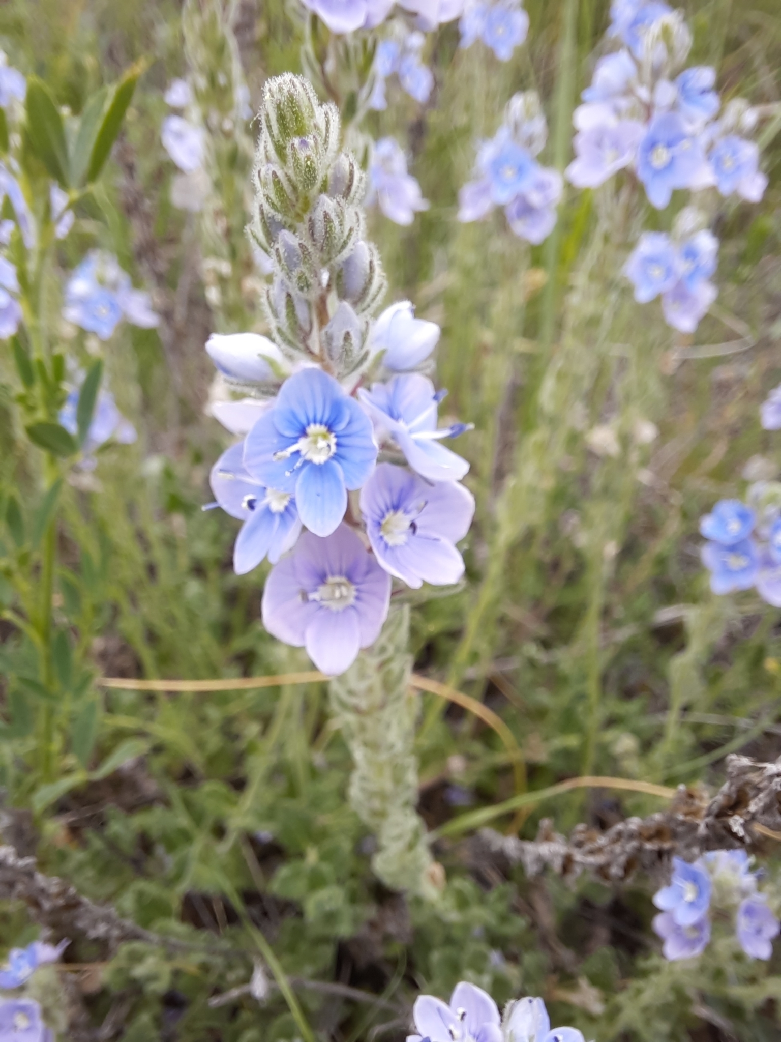 Veronica pectinata L.