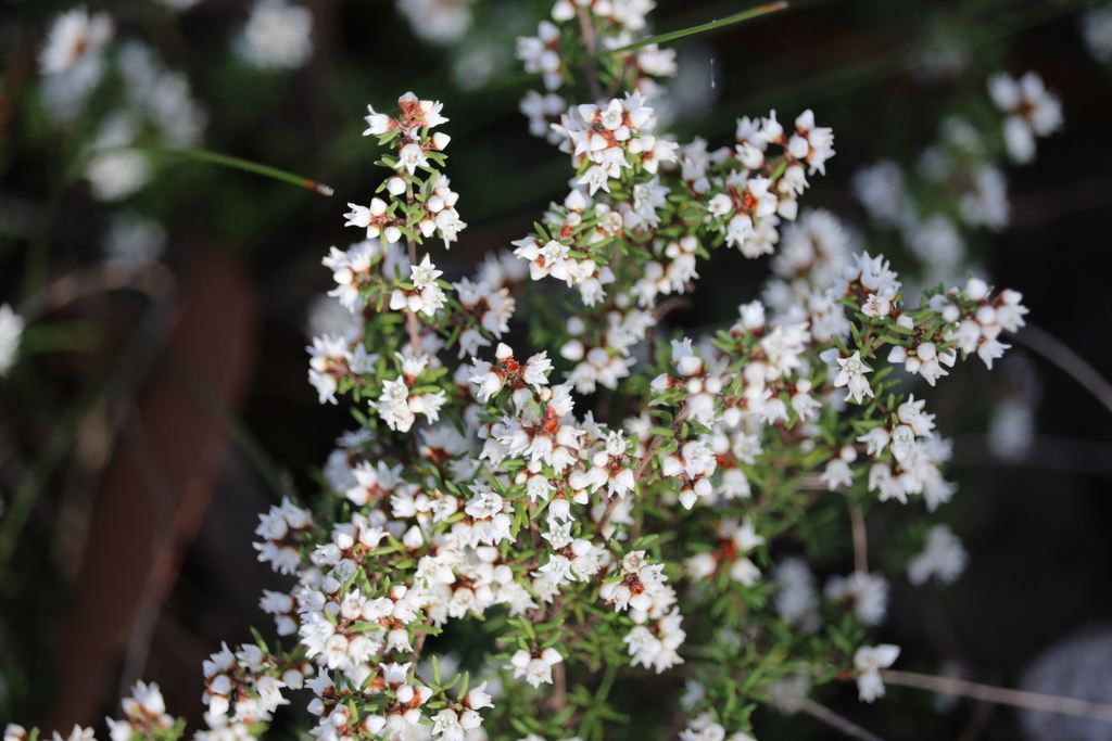 prickly cryptandra from Steiglitz VIC 3331, Australia on May 19, 2022 ...