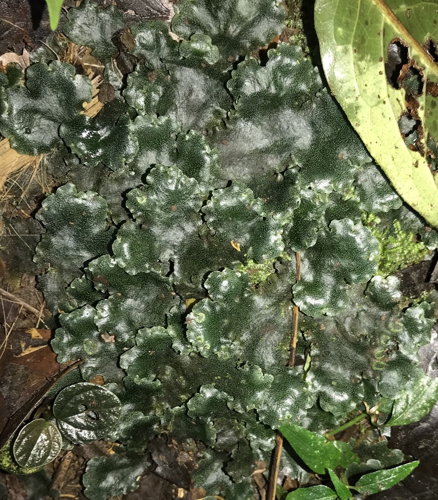 Monoclea gottschei from Santiago De Cali, Valle Del Cauca, Santiago De ...