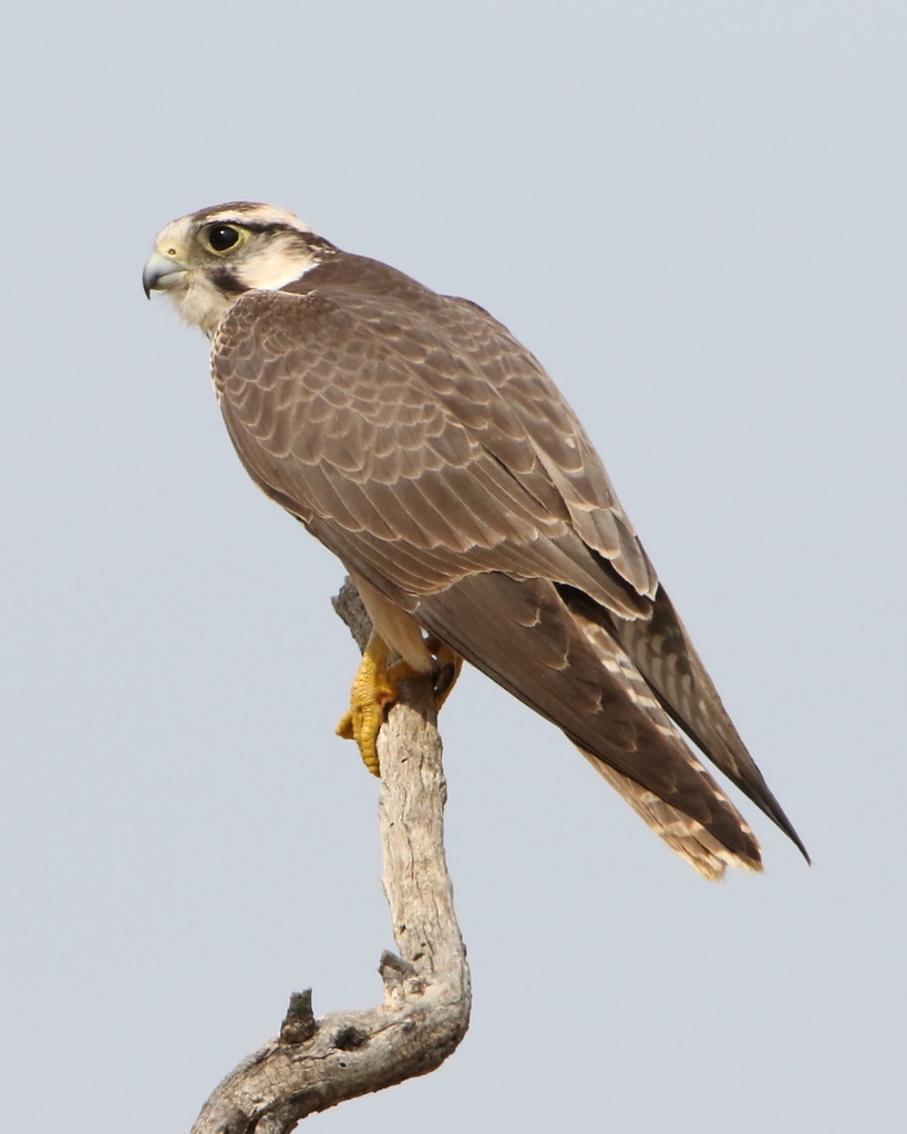 Lanner Falcon (Birds of Serbia - guide - old) · iNaturalist
