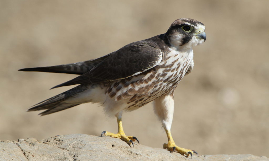 Lanner Falcon (Birds of Serbia - guide - old) · iNaturalist