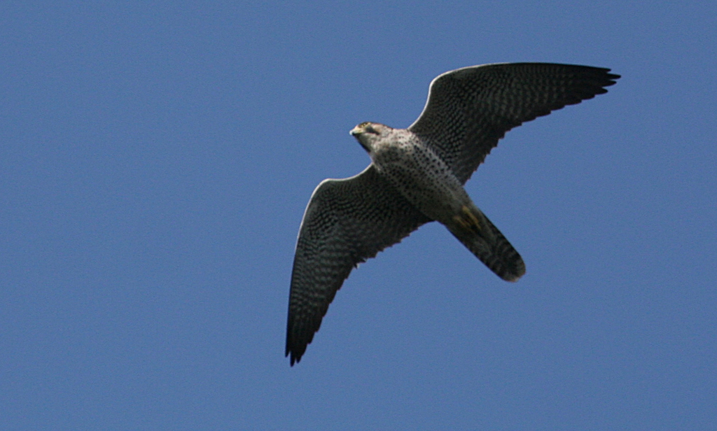 Lanner Falcon (Birds of Serbia - guide - old) · iNaturalist