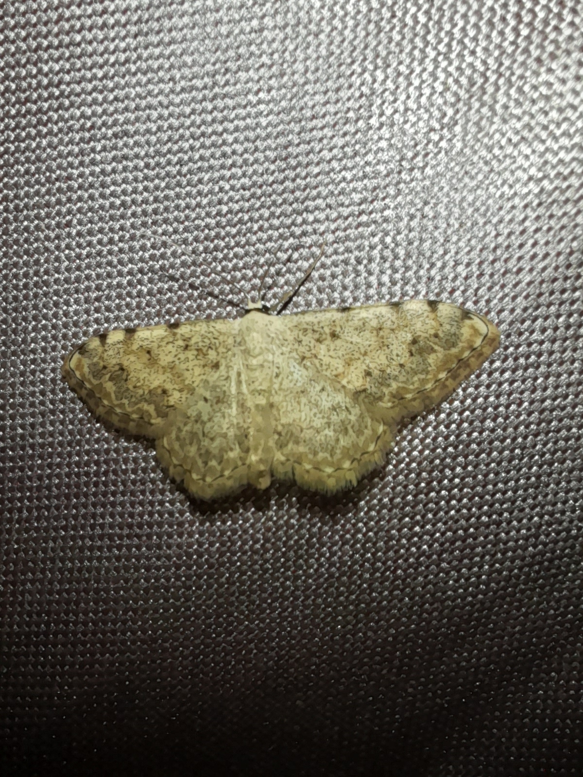 Scopula submutata (Treitschke, 1828)