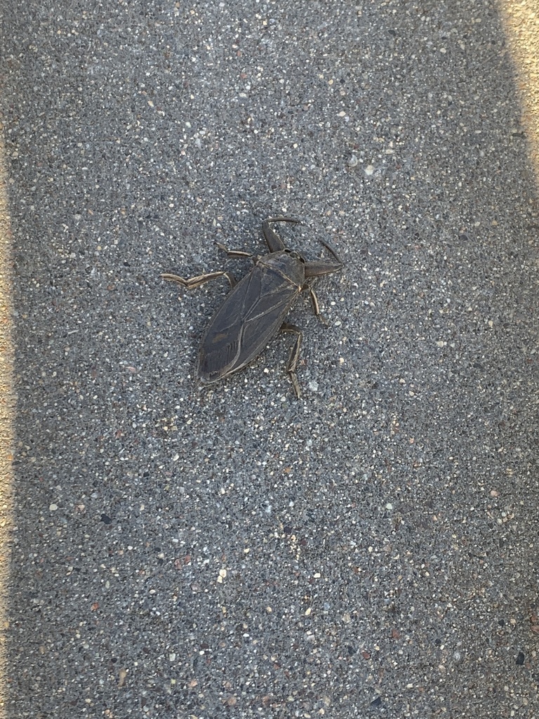 American Giant Water Bug from University of Minnesota, Minneapolis, MN ...