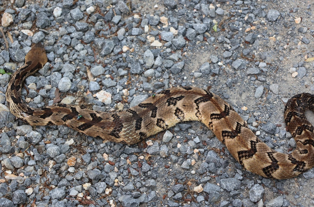 Timber Rattlesnake from Alabama on May 18, 2022 at 05:17 AM by Thomas ...