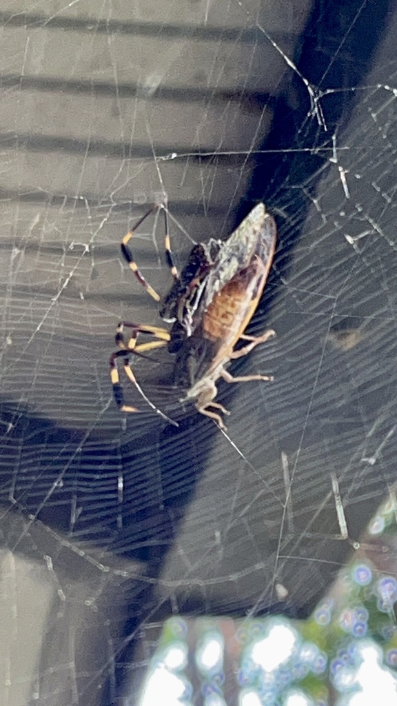 Golden Silk Spider from Ocala National Forest, Silver Springs, FL, US ...