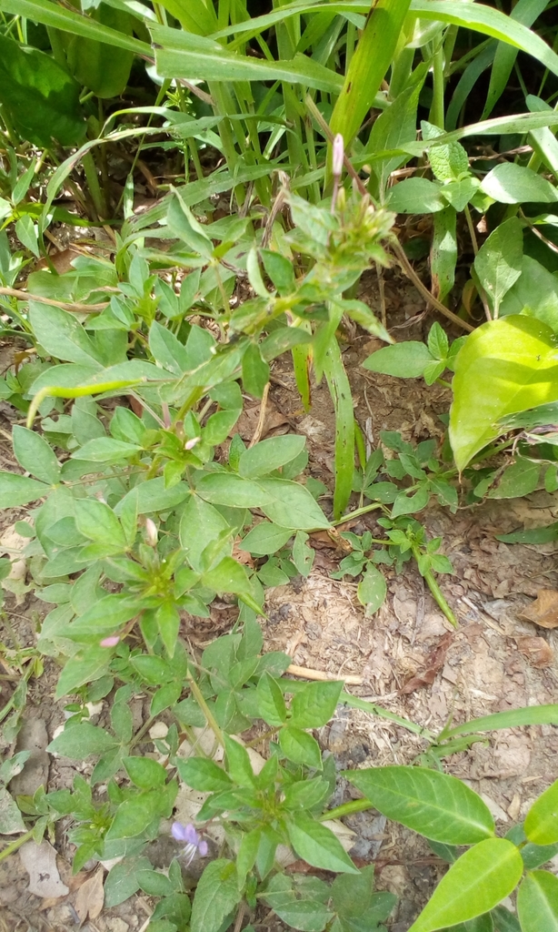 plants from Bonou on May 19, 2022 at 11:29 AM by ONG ODDB · iNaturalist