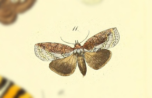 Gadirtha cerussata · iNaturalist