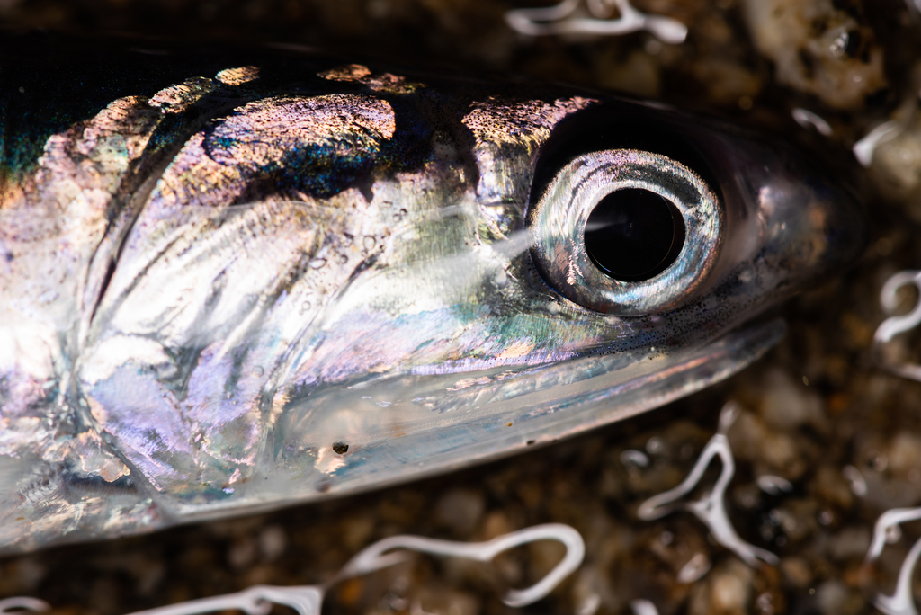 Japanese Anchovy (Engraulis japonicus) - Marine Life Identification