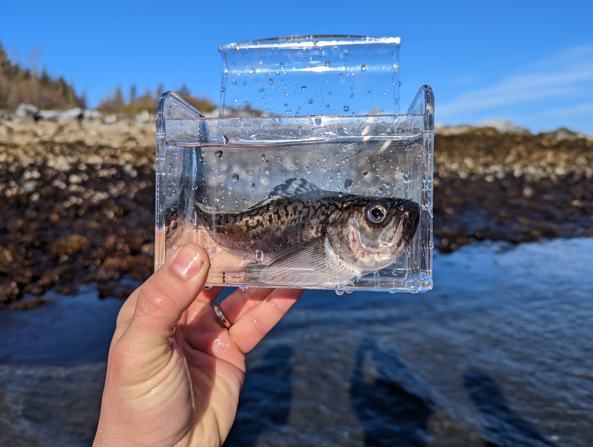 Trichodon trichodon (Tilesius, 1813)