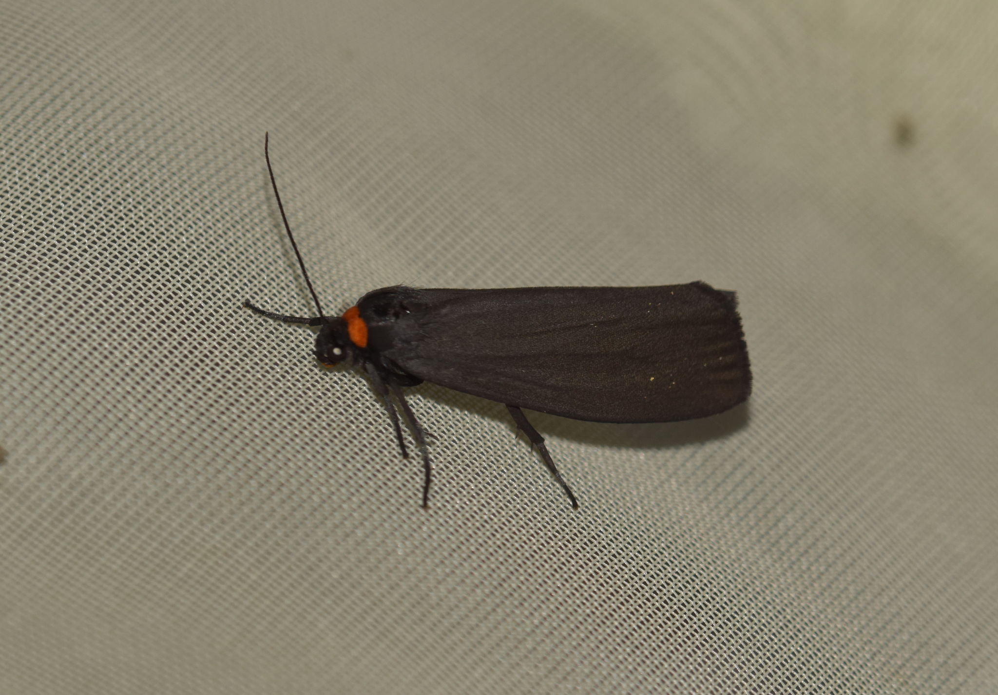Atolmis rubricollis Linnaeus, 1758
