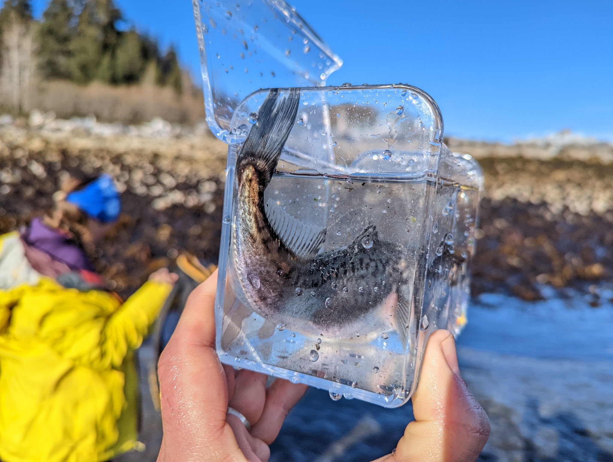 Trichodon trichodon (Tilesius, 1813)