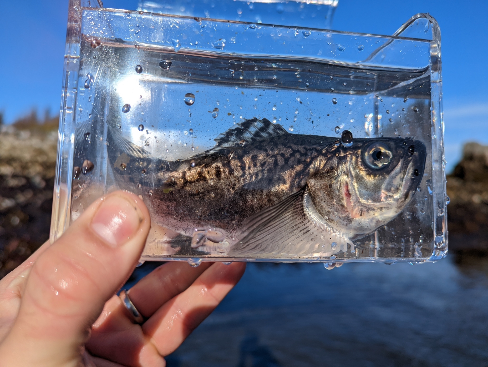 Trichodon trichodon (Tilesius, 1813)