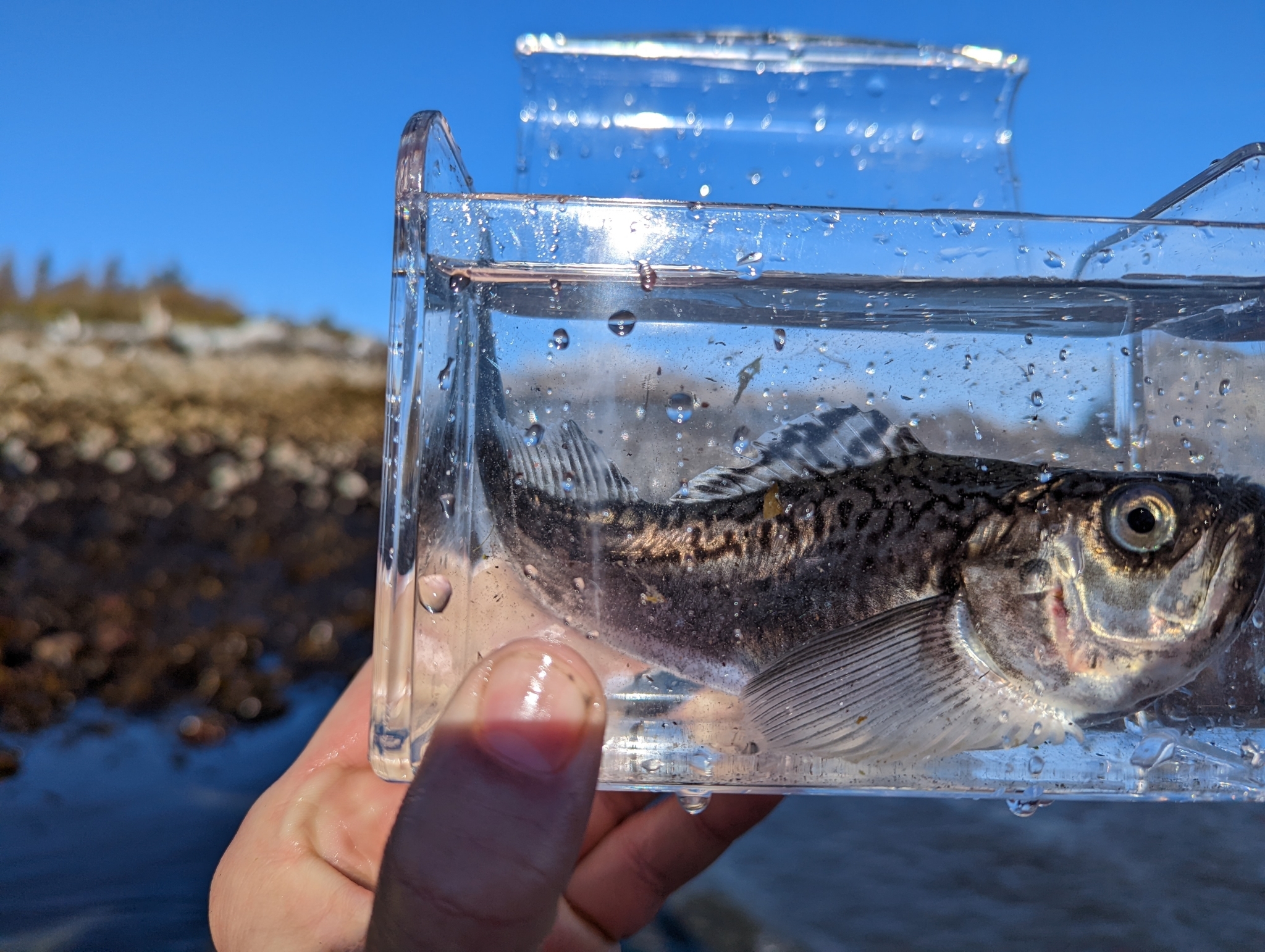 Trichodon trichodon (Tilesius, 1813)