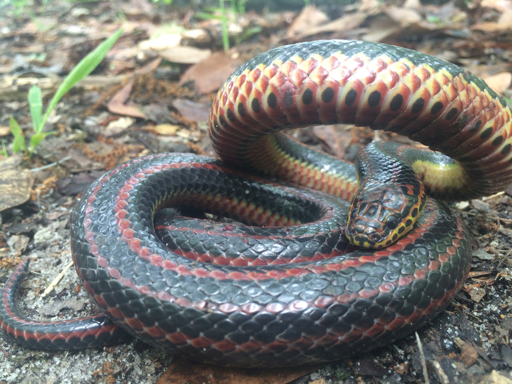 Rainbow Snake (Farancia erytrogramma erytrogramma) - Snakes and Lizards