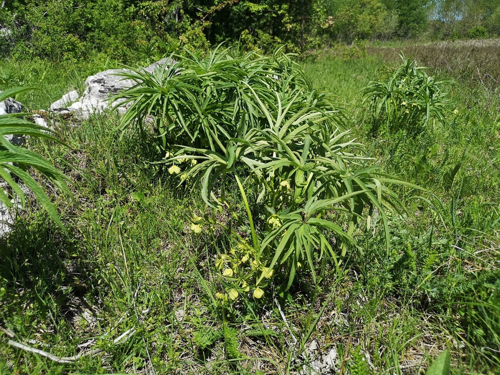 Helleborus multifidus from Gornja Ploča, Croatia on May 19, 2022 at 11: ...