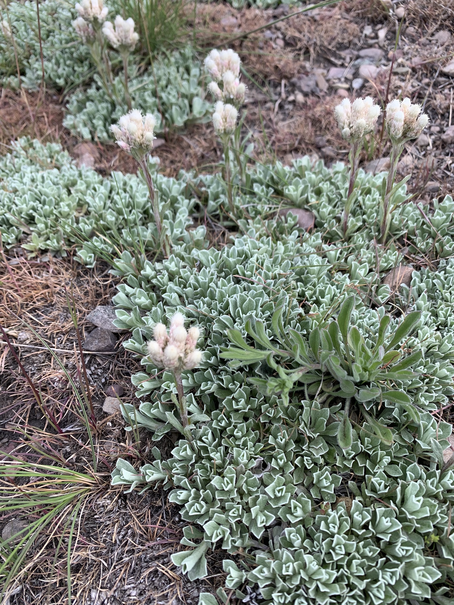 Antennaria parvifolia Nutt.
