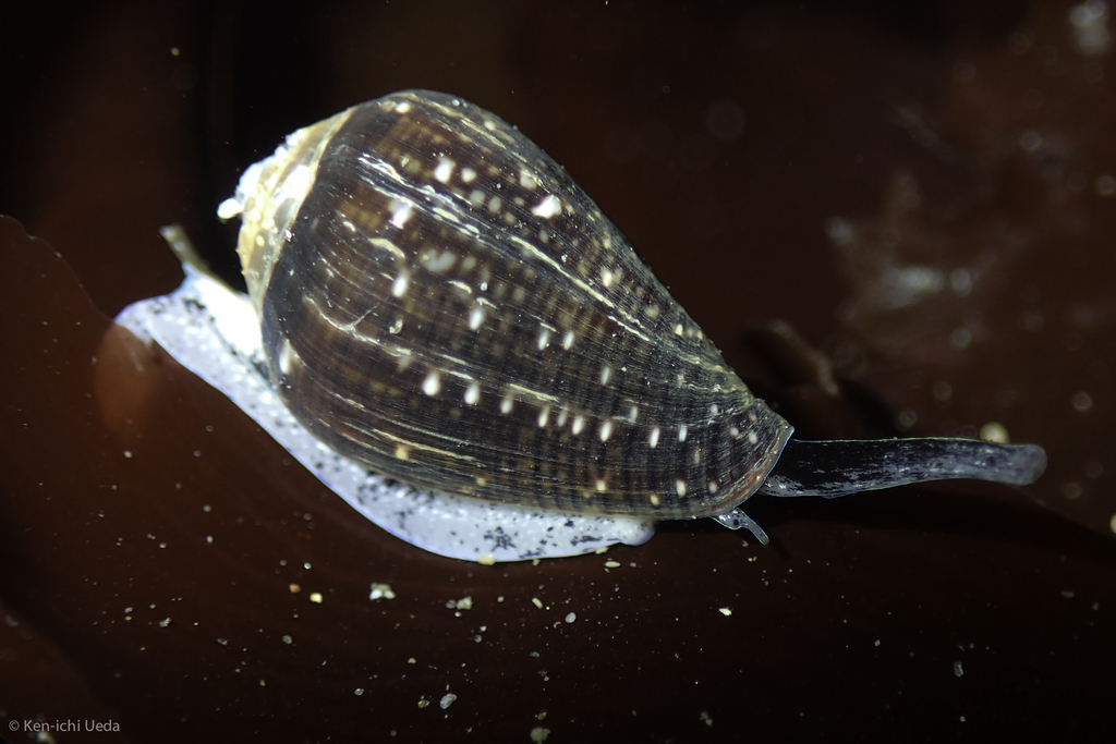 California Cone (China Cove Organisms) · iNaturalist