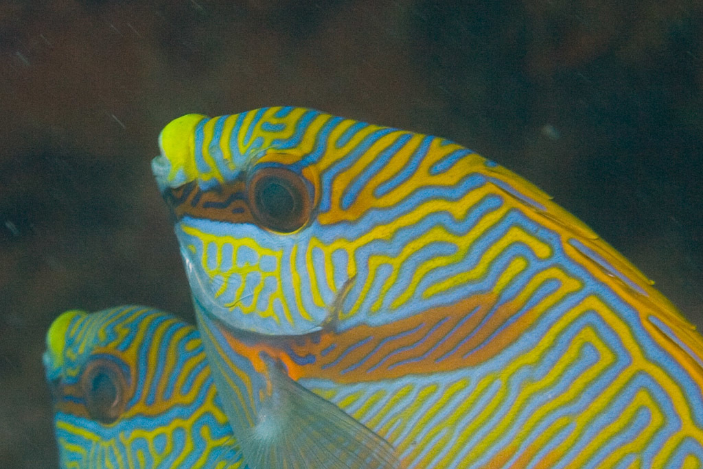 Barred Rabbitfish (Siganus doliatus) - Marine Life Identification
