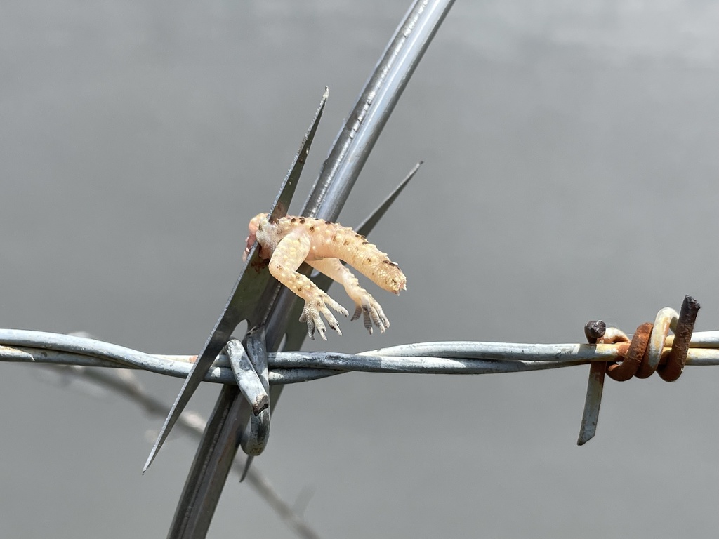 Mediterranean House Gecko from 22nd Ave N, Birmingham, AL, US on May 19 ...