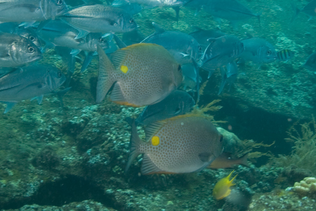 Golden Rabbitfish (Siganus guttatus) - Marine Life Identification