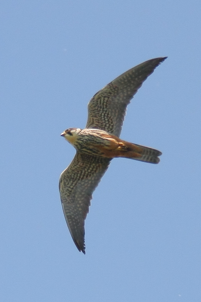 Eurasian Hobby (Birds of Serbia - guide) · iNaturalist
