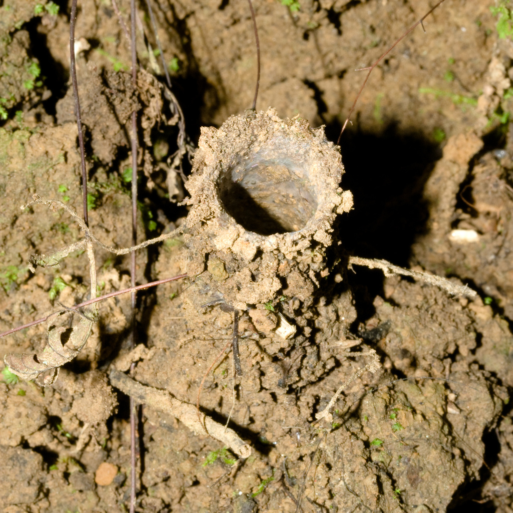 California Turret Spider from Alamo, California, United States on ...