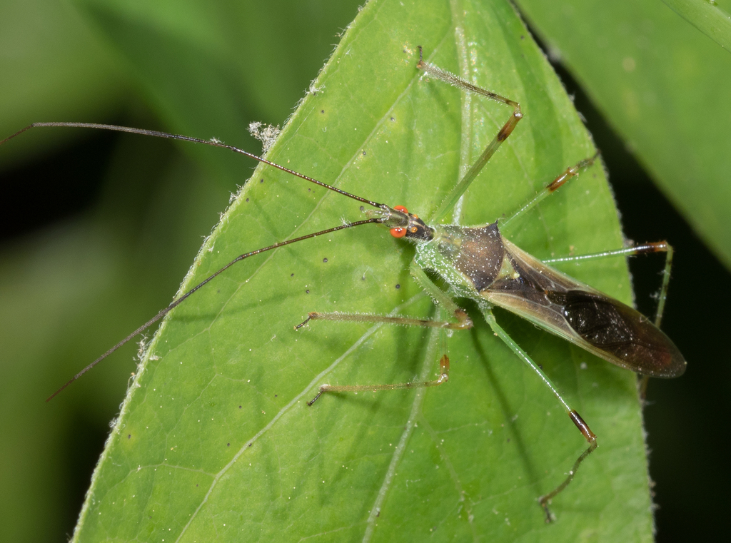 Pale Green Assassin Bug from Rachel Carson Conservation Park ...