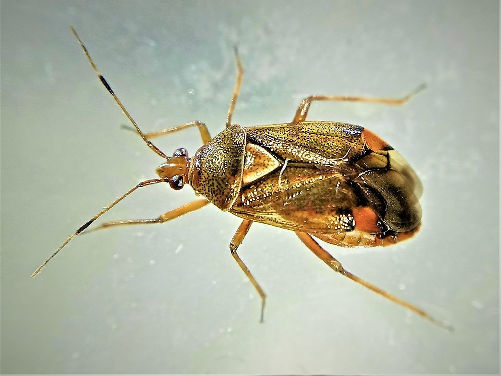 Deraeocoris flavilinea from Αγ. Βαρβάρα, Ελλάδα on May 19, 2022 at 08: ...