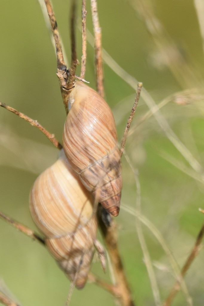 Ghost Bulimulus from hilochee osprey unit on May 19, 2022 by Tom Palmer ...