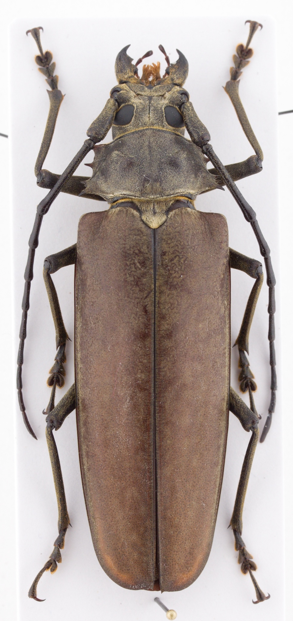 Callipogon sericeus (Olivier, 1795)