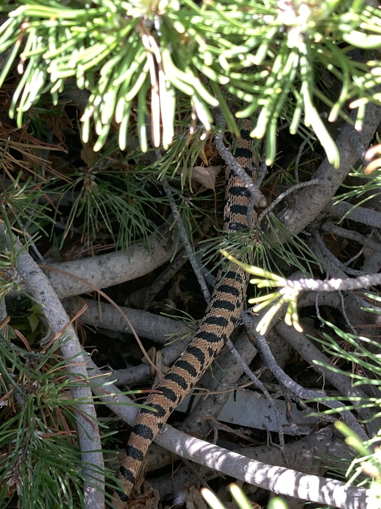 Great Basin Gopher Snake from Moonbeam Dr, Sparks, NV, US on May 19 ...