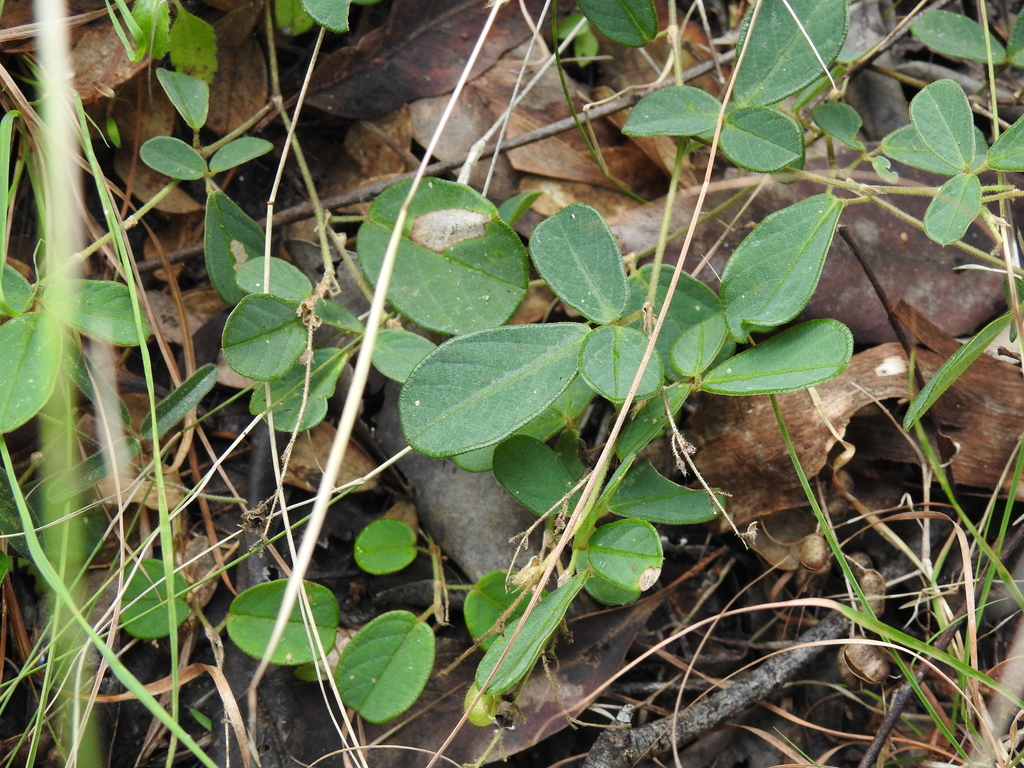 Pycnospora lutescens from Glenwood QLD 4570, Australia on May 19, 2022 ...